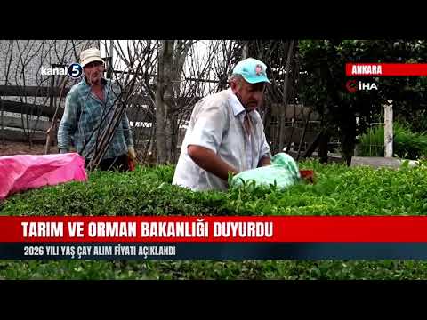 Tarım Ve Orman Bakanlığı Duyurdu | 2026 Yılı Yaş Çay Alım Fiyatı Açıklandı