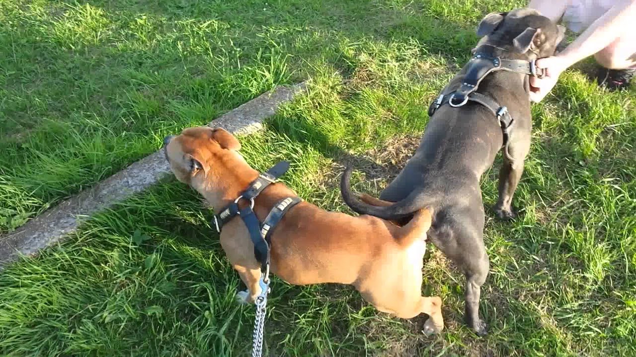 Staffys breeding(1) - YouTube