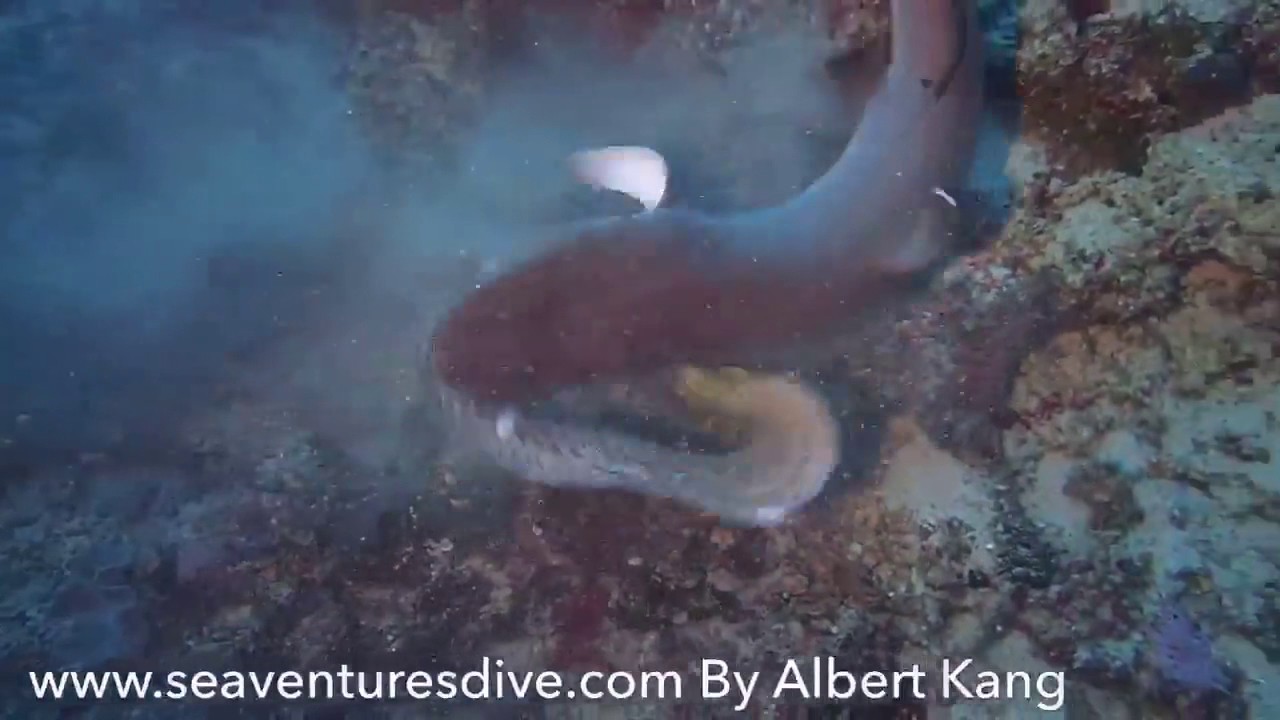 Seaventures Dive Rig Shark vs Moray Eel - YouTube