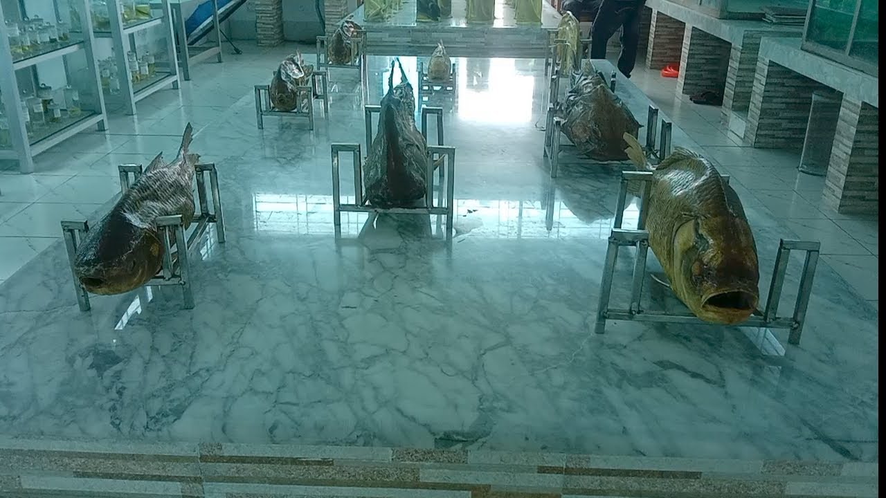 Fish Museum - YouTube