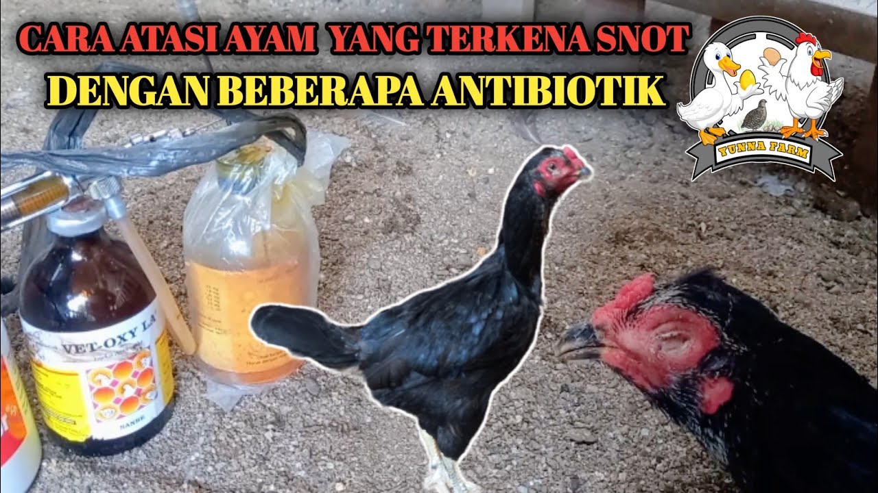 CARA ATASI AYAM TERKENA MUKA BENGKAK /SNOT#chicken#ternakayam #hewan# ...
