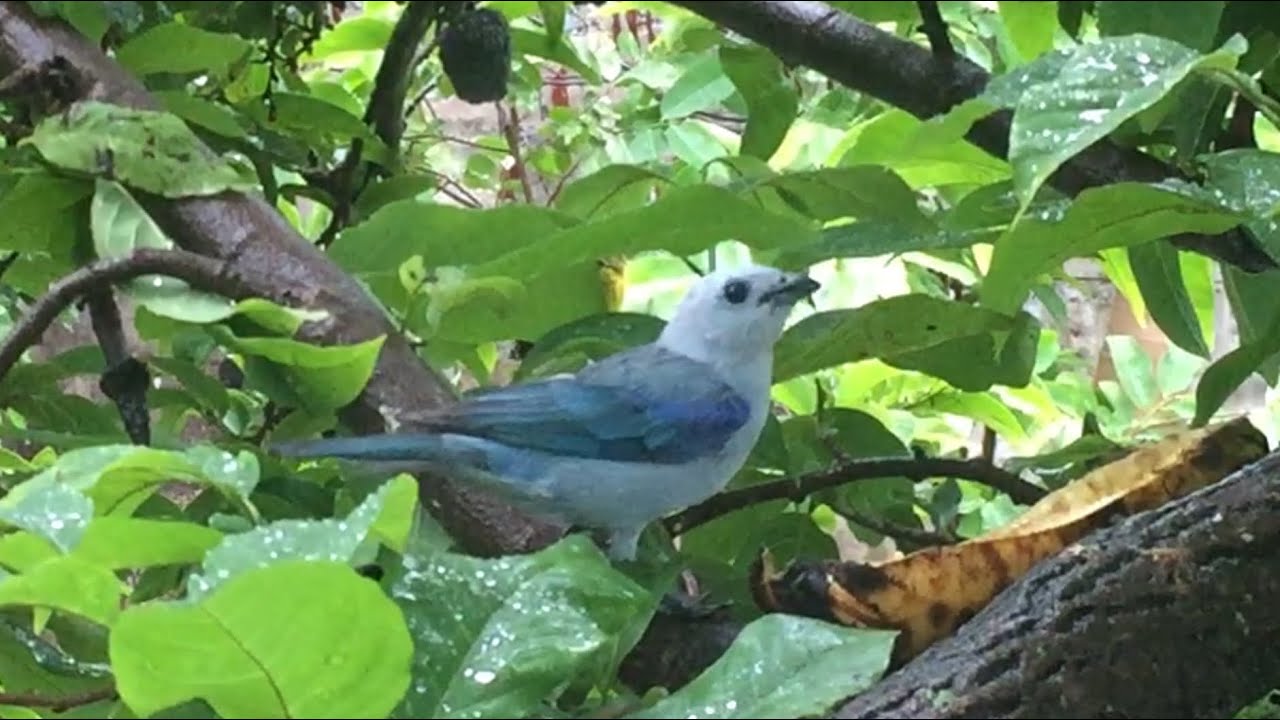 ebirds aves hermosas lo mejor avistamiento de aves en vivo en la ...