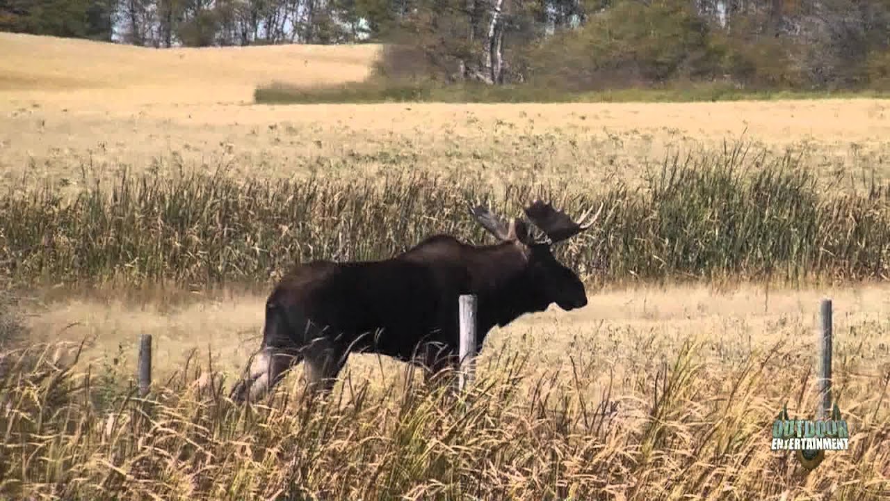 Drop Tine Saskatchewan Moose! - YouTube