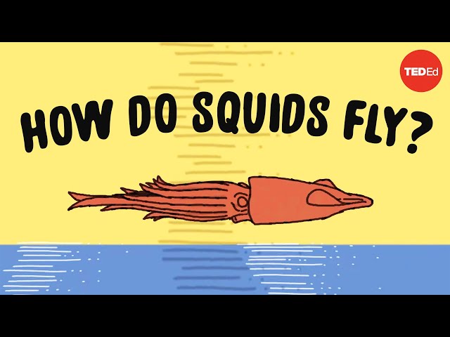 These squids can fly... no, really - Robert Siddall - Videos For Kids