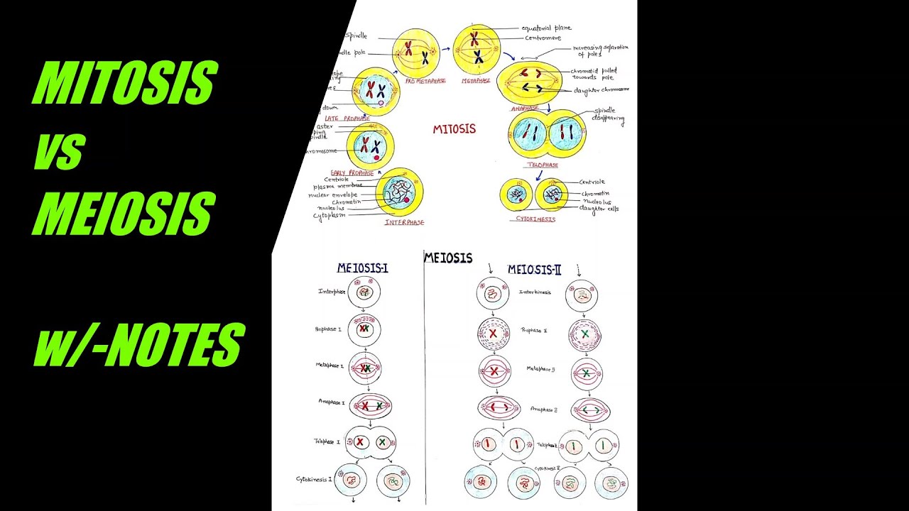 How to compare MITOSIS vs MEIOSIS / COMPARISON / w/-NOTES / BIOLOGY ...