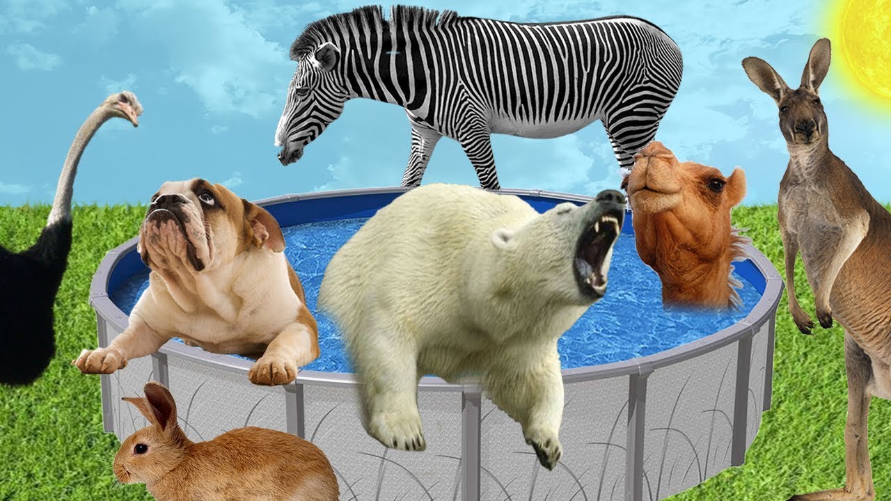 ANIMALS JUMP INTO THE POOL. Learn animals and Learn Colors with Animals ...