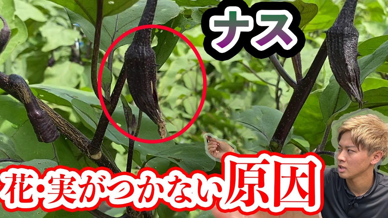 Gopefのblogナスとピーマンの花が咲かない実が落ちる原因と対処法・高温期でもたくさん実らせる方法【夏野菜栽培】 2274