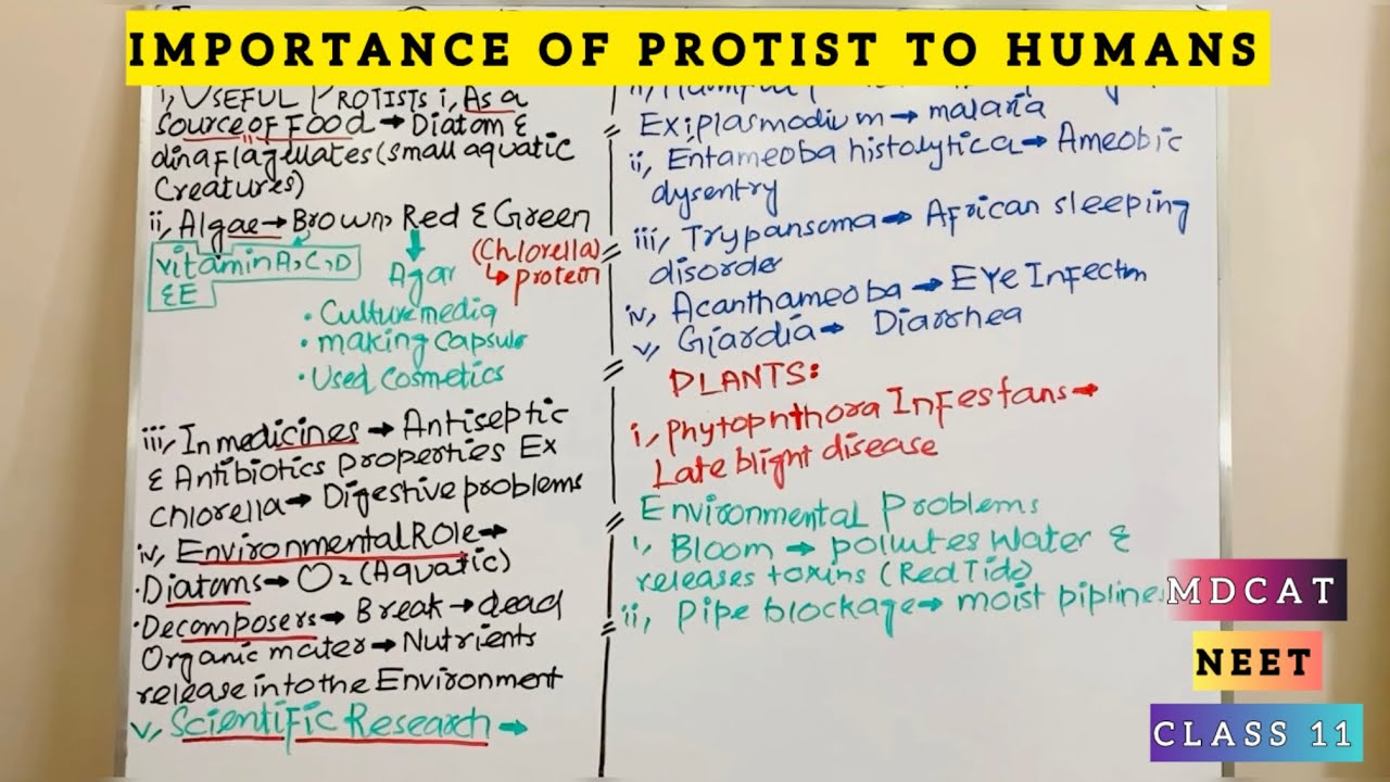 Importance of Protists to Humans Explained | Class 11 Biology - YouTube