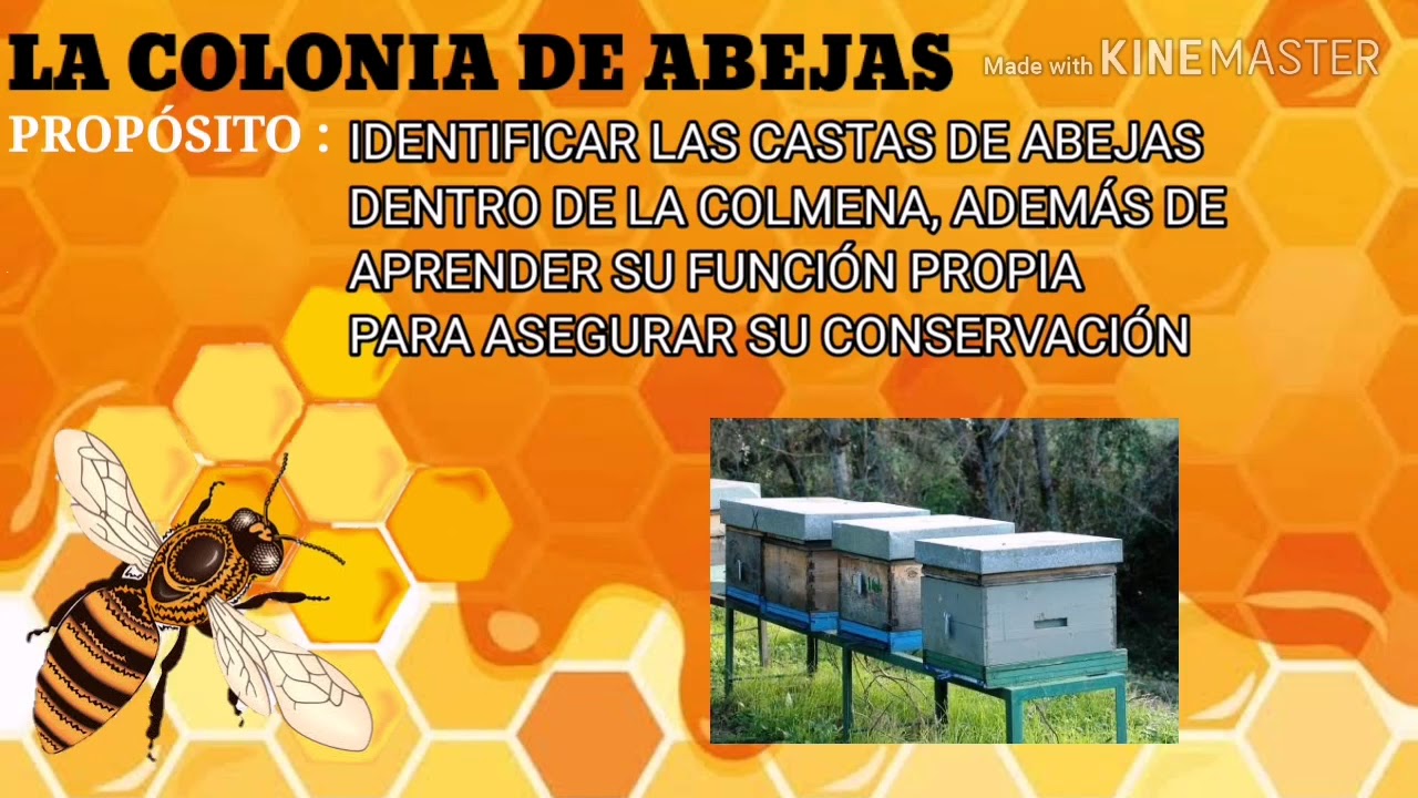 LA COLONIA DE ABEJAS -/ APRENDER APICULTURA - YouTube