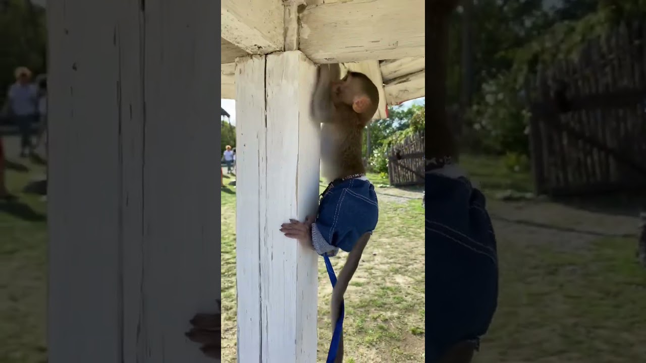 The monkey JJ is so clever | Monkey JJ #shorts - YouTube