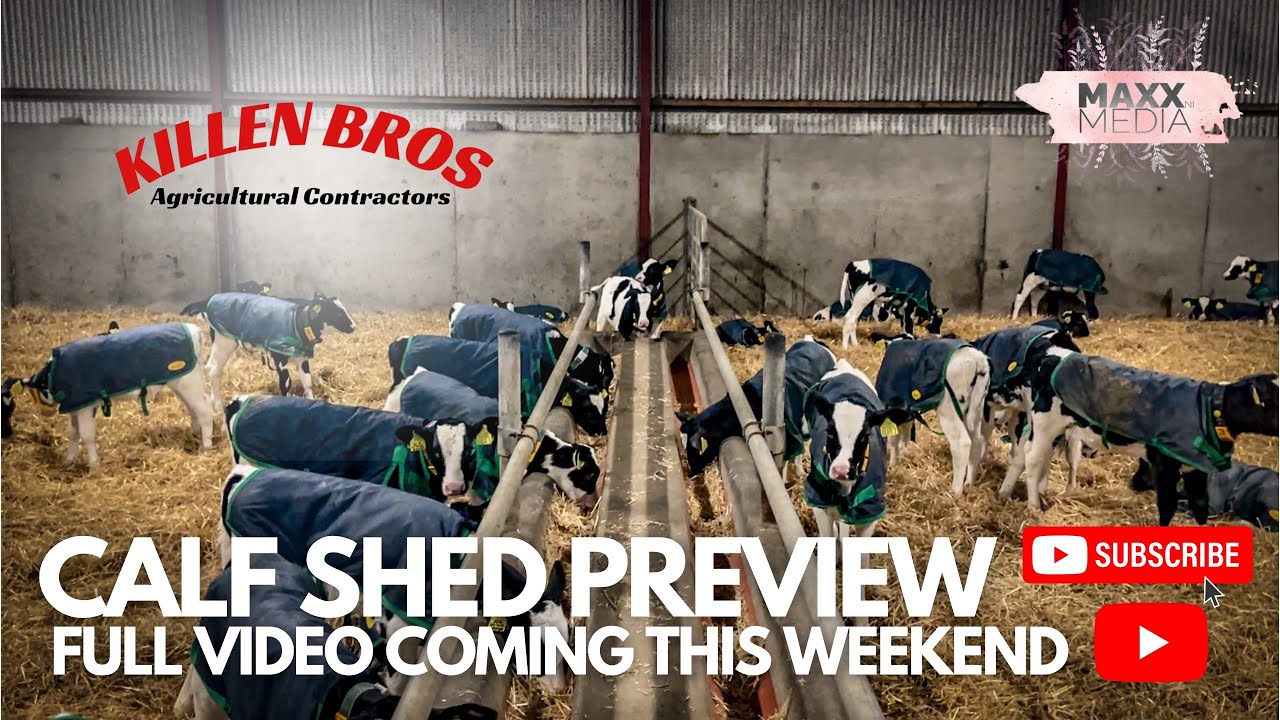 Killen Bros | Calf Shed Preview | Full video coming this weekend - YouTube