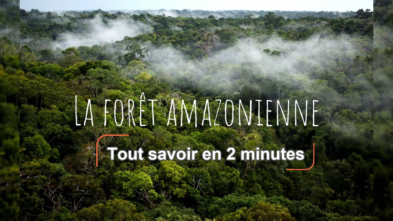Tout savoir sur la forêt amazonienne en 2 minutes! - YouTube