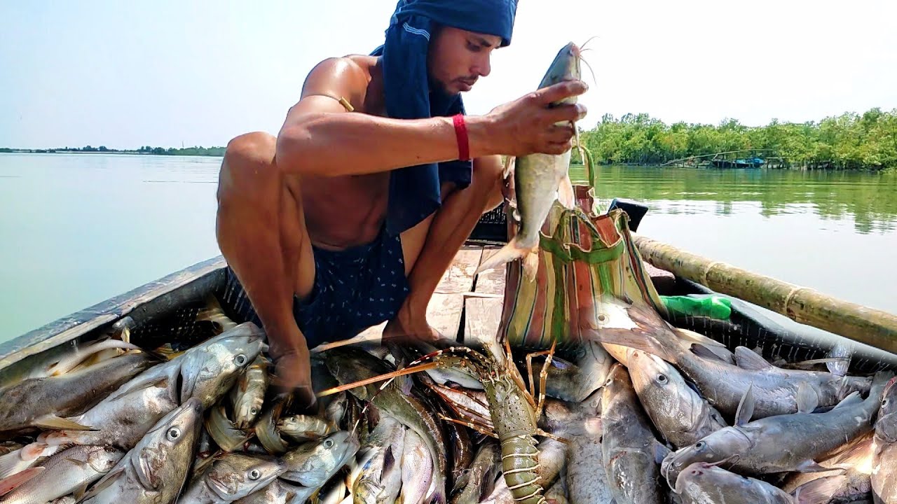 বড়শি আজ মাছের ঝাকে পড়েছিল😲 । Sundarban fishing🎣 । fishing video ...