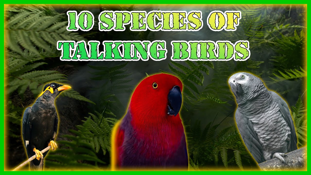 10 SPECIES OF TALKING BIRDS - YouTube