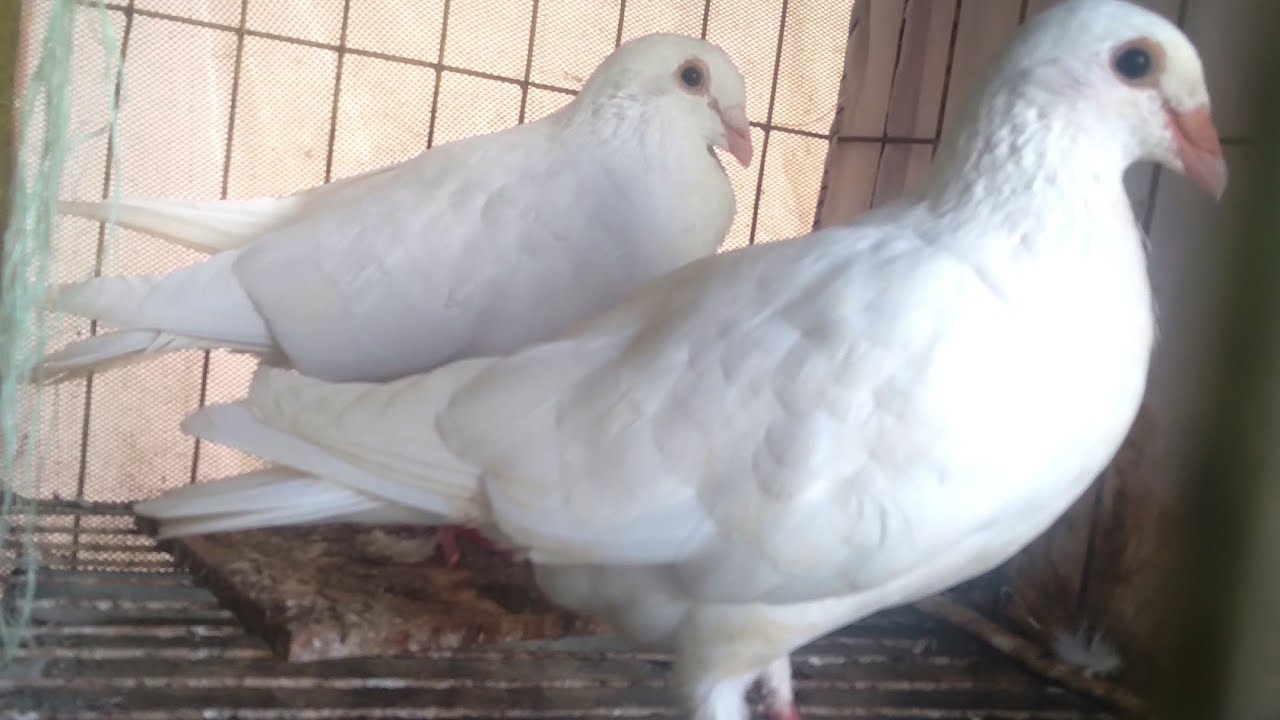 bagadadi homa || বাগদাদি কবুতর || lokkha kobutor price || কবুতর দাম ...