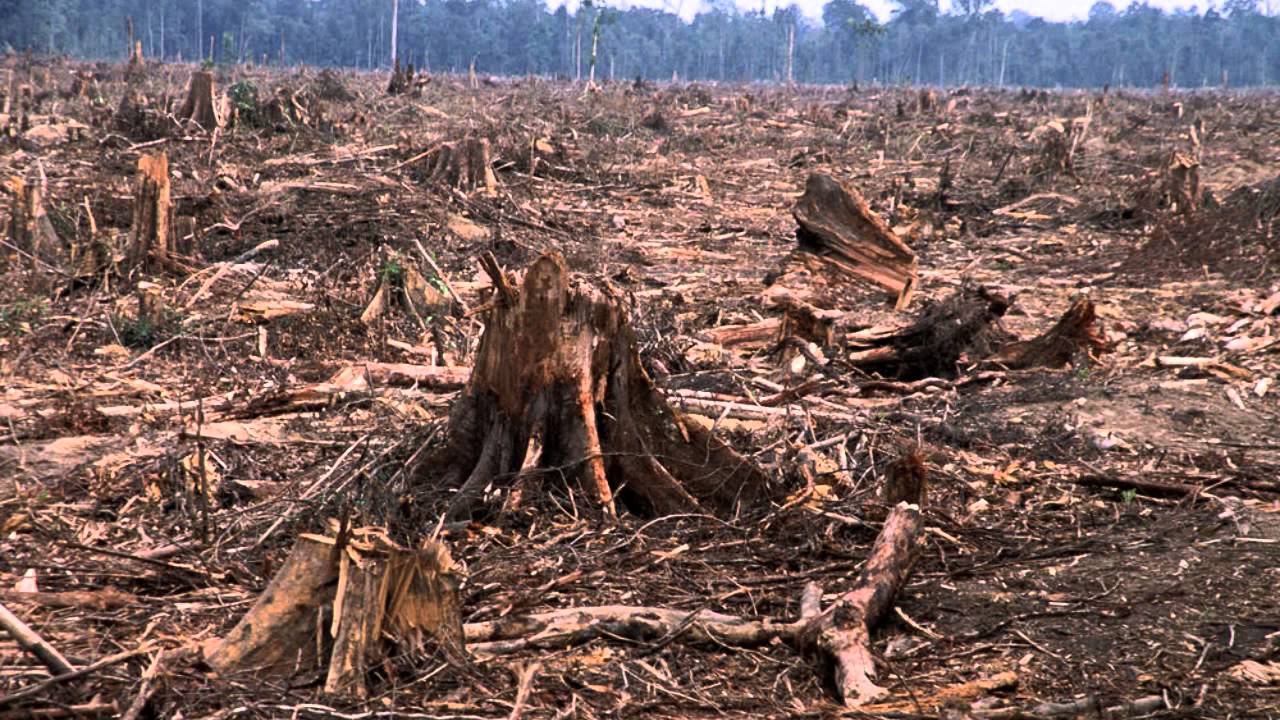 Save the Golden Mantled tree kangaroo 1 - YouTube