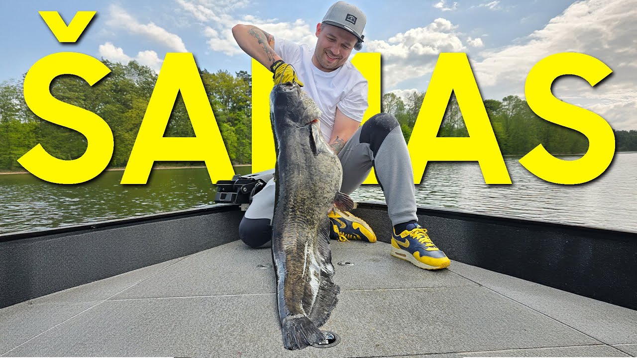 Šamas... Didžiausia žuvis Lietuvoje!!! Ir aš ją pagavau!!! - YouTube