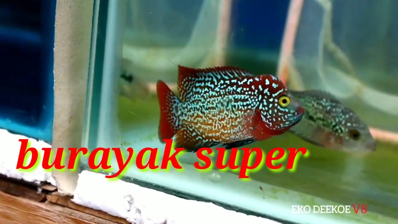 kamfa v8 import , ori thailand - YouTube