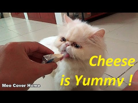 Cat Eat Cheese - I Think She Can Eat Up A Bar Of Cheese.| Meo Cover ...