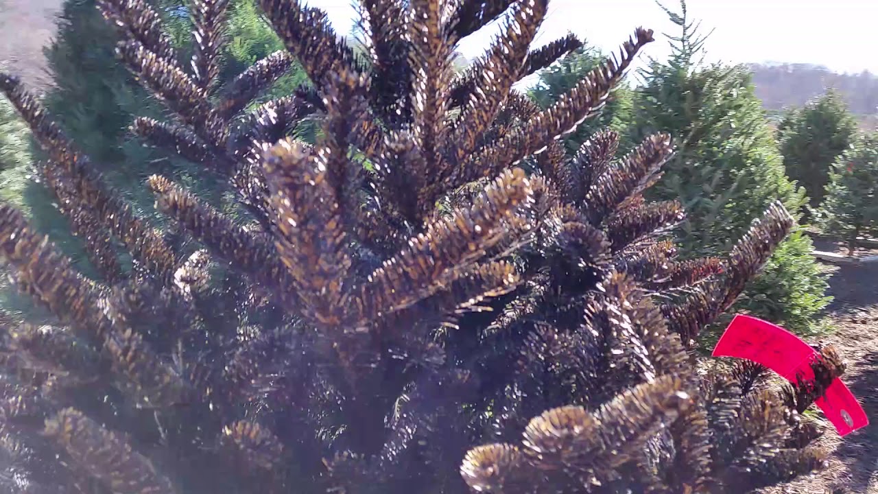 Mizzou Tree at Pea Ridge Tree Farm - YouTube