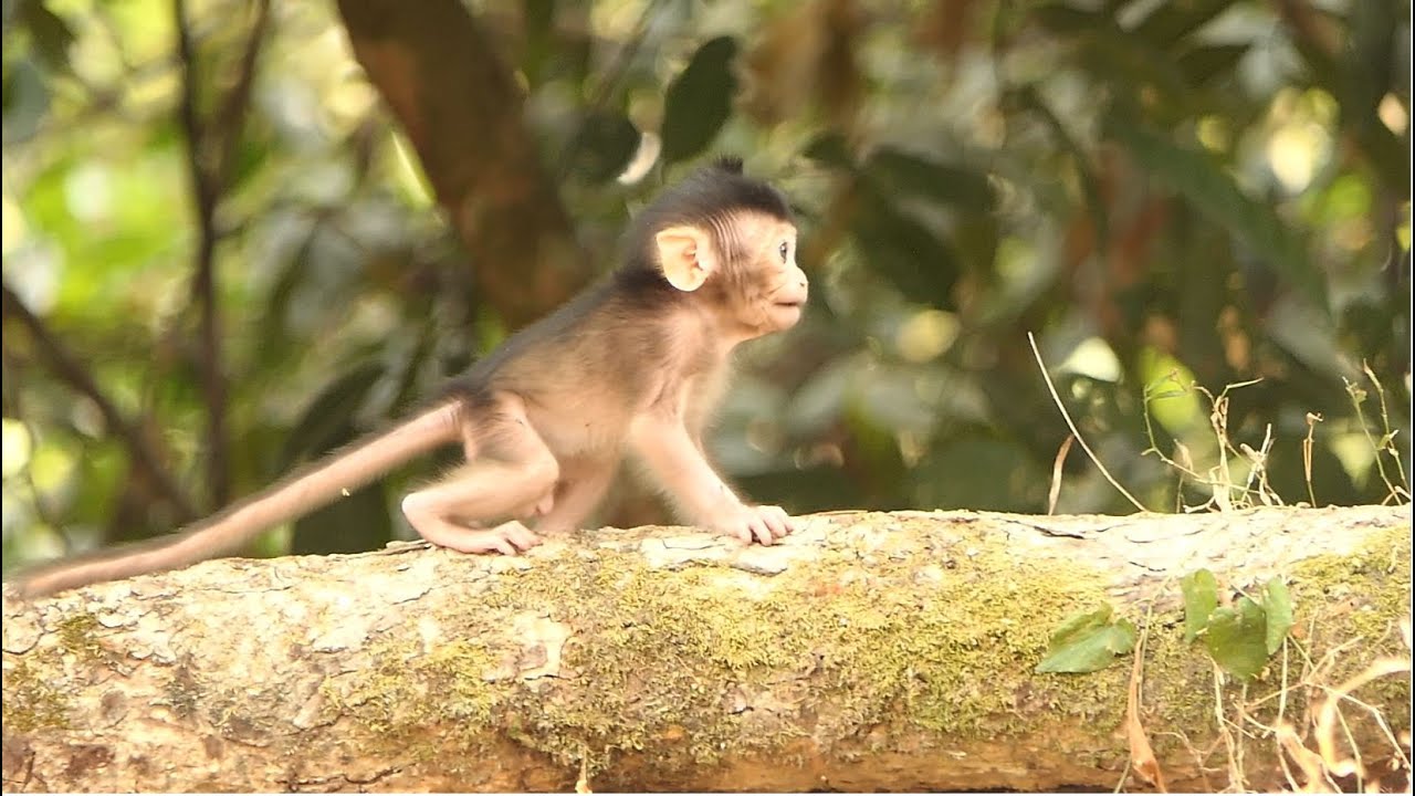 This Is Not A Magic But It Real Natural Life From Those Monkey Such As ...