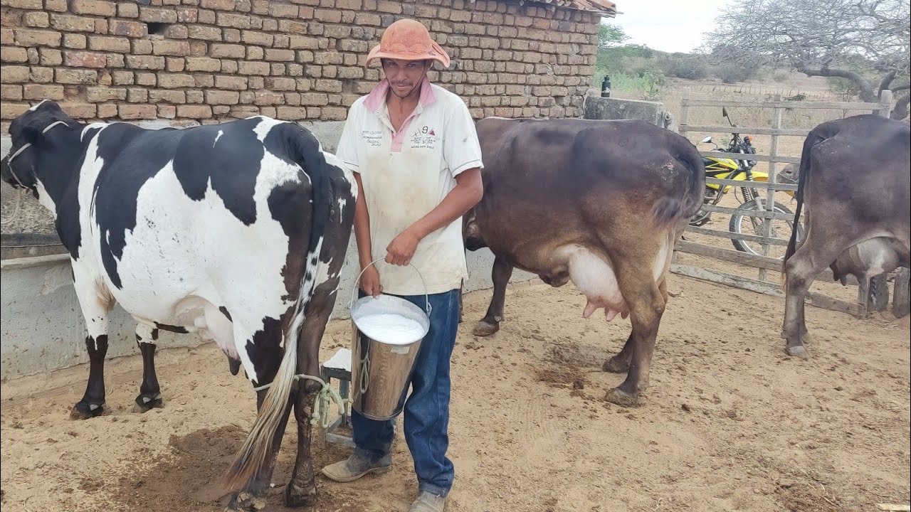 FEIRA NO CURRAL VENDO VACA LAVRADA POR 6,500R$ GARANTO 15 LITROS DE ...