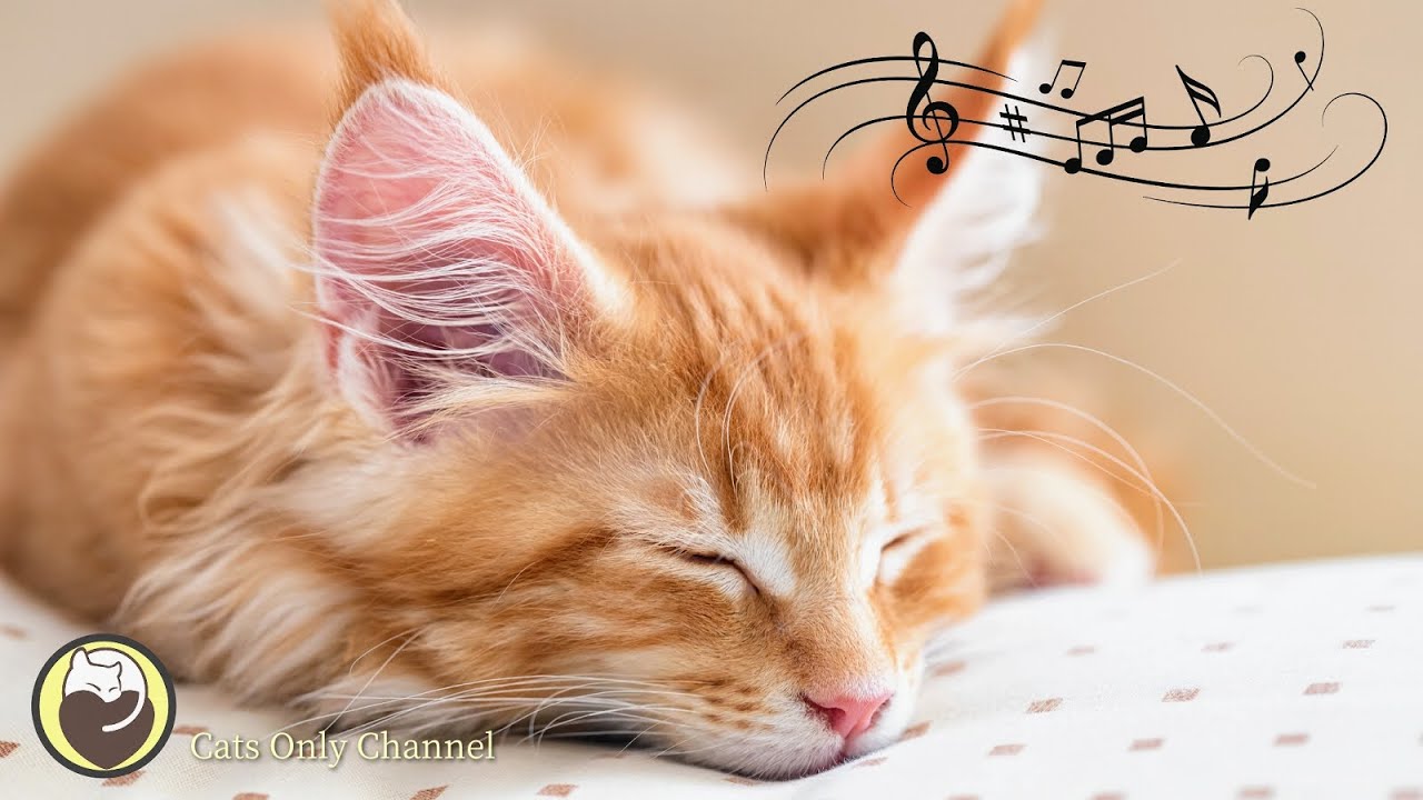 Peaceful Harp Music for Cats - Relaxing Music, Sleep Music, Calming ...