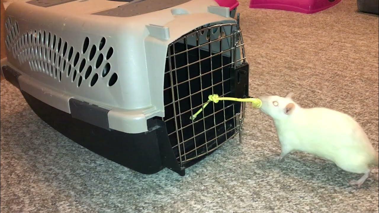 My smart rat Omelet doing her "go to crate" trick! - YouTube