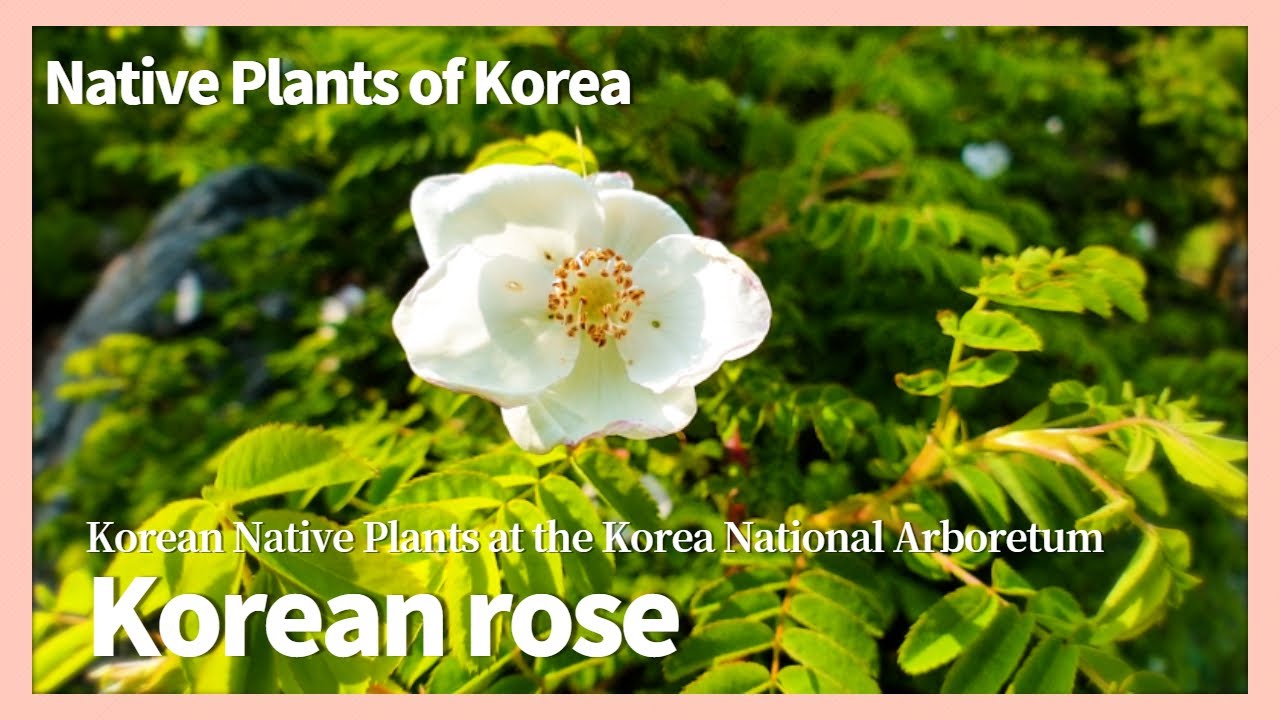 흰인가목 [Native Plants of Korea. 29] Korean rose (English version) - YouTube