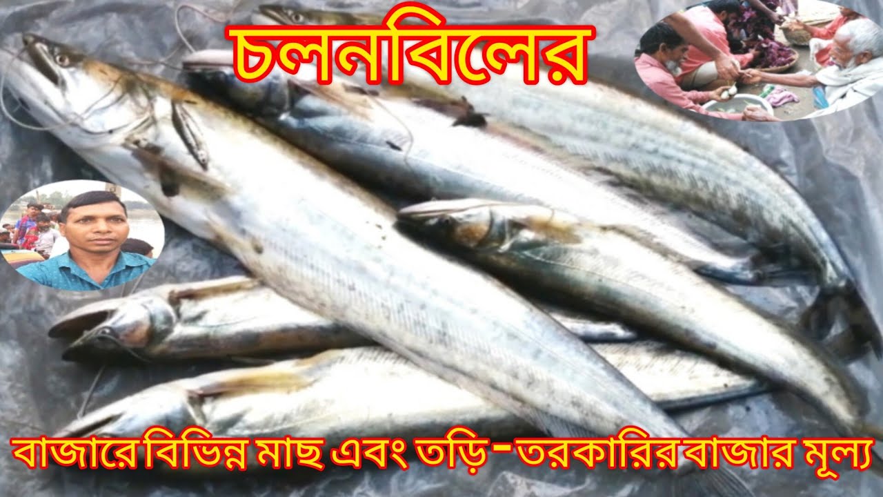 চলনবিলের বাজারে বিভিন্ন মাছ এবং তড়ি-তরকারির বাজার মূল্য | chalon beel ...
