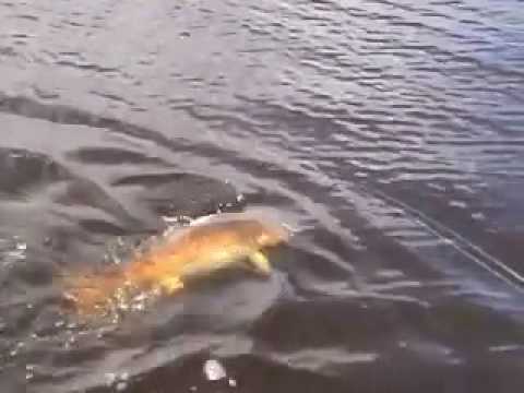 Redfish fishing at Flamingo Everglades National Park - YouTube
