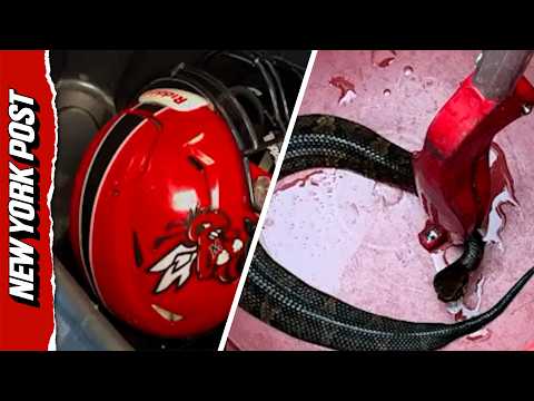 Teen Gets Terrifying Surprise After Finding Venomous Snake in Football Helmet