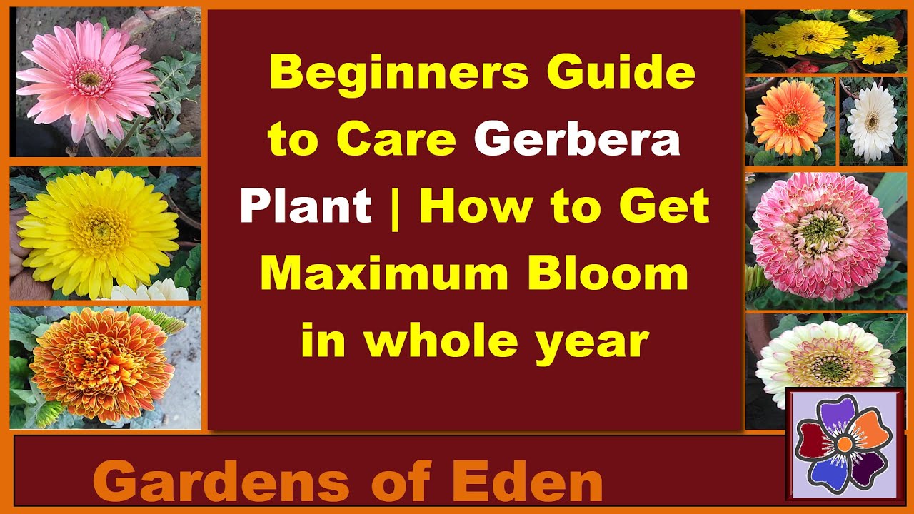 How to grow and care for Gerbera daisy plant Gerbera Propagation ...