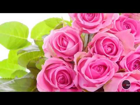 Çiçeklerin Anlamları PEMBE GÜL