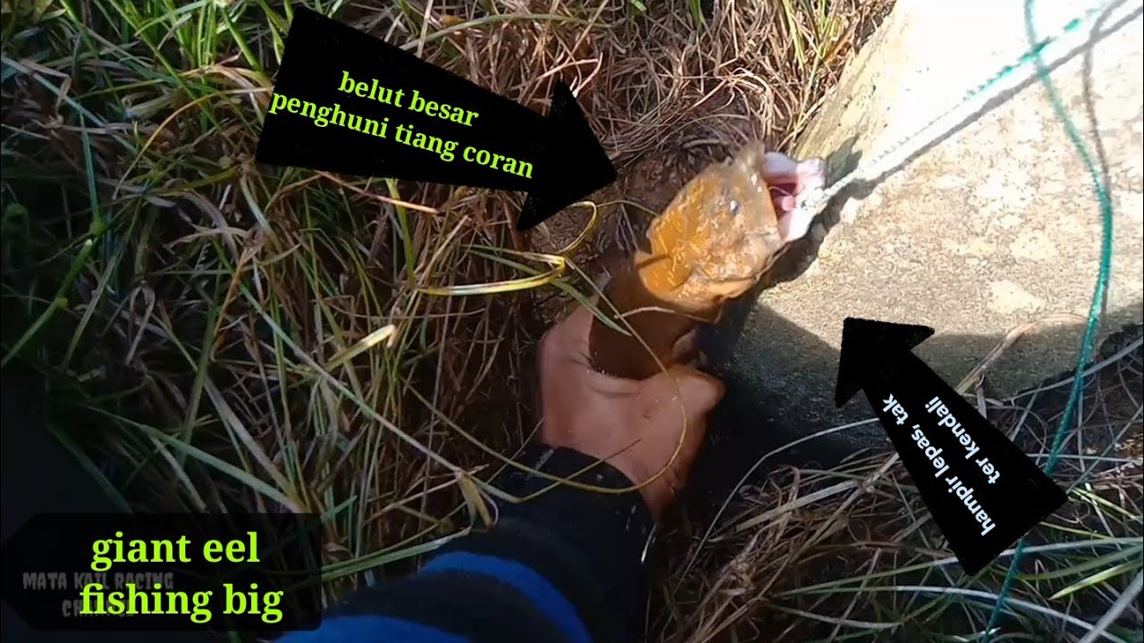 Mancing belut besar penghuni tiang coran || giant eel fishing - YouTube
