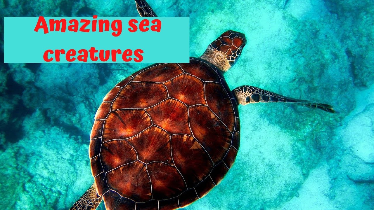 Amazingly beautiful sea creatures with relaxing background music - YouTube