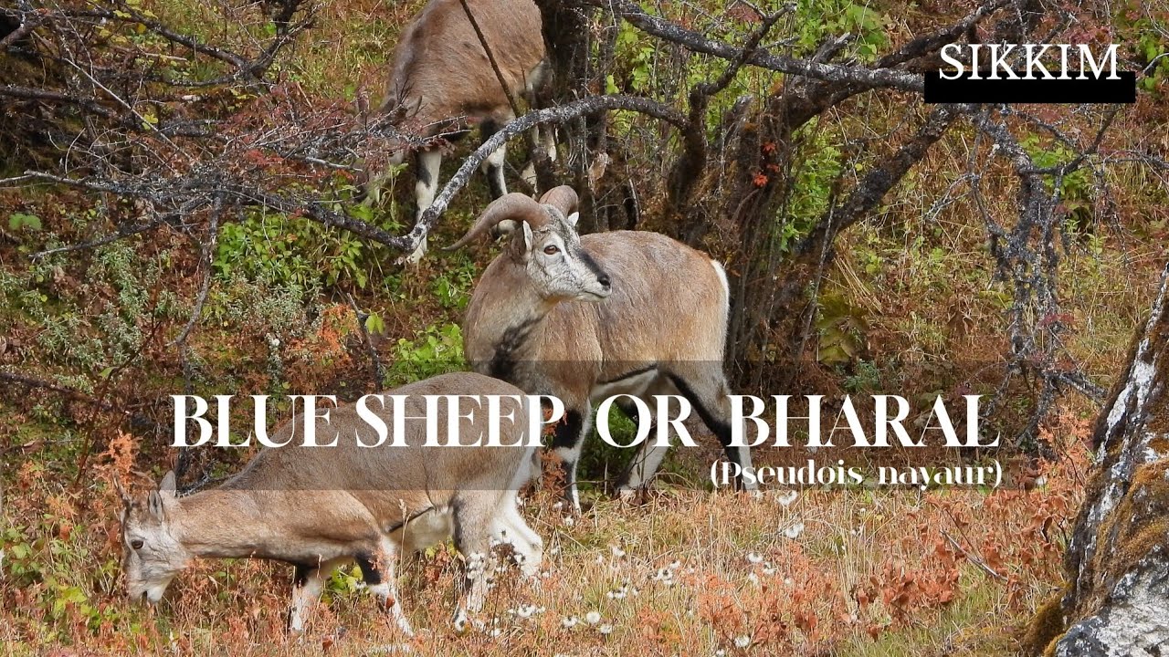 Blue Sheep Or Bharal (Pseudois nayaur) ''snow leopard diet'' # ...