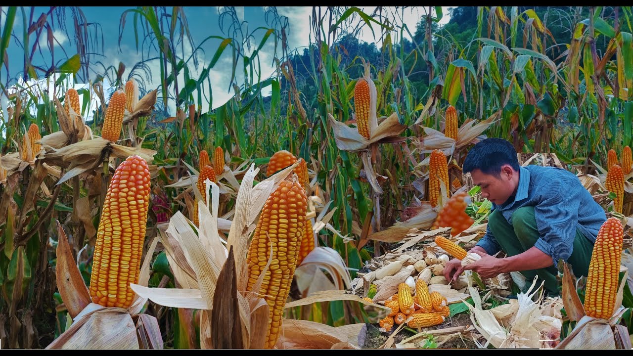 ep3: building a new life | Harvest crops, one day harvest corn after ...