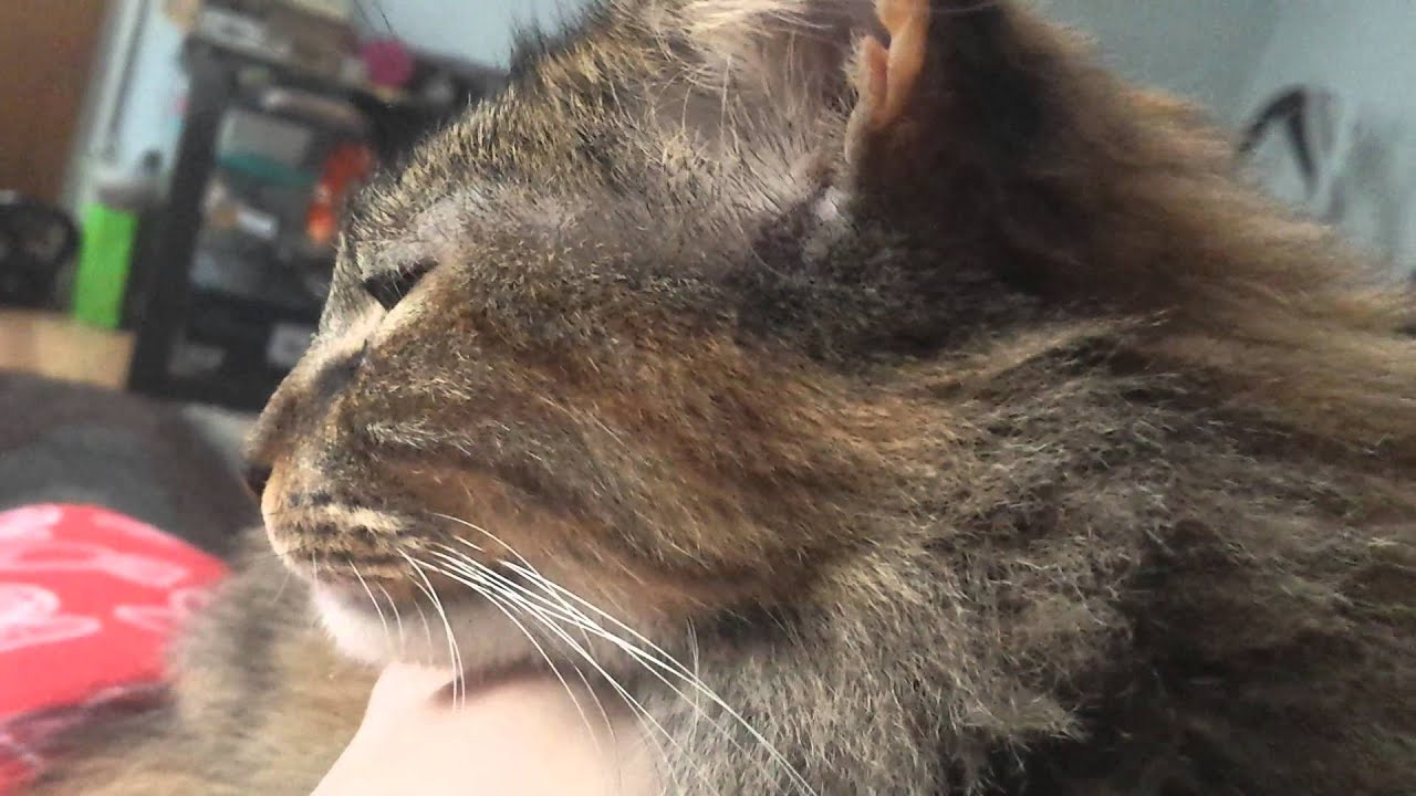 Beautiful purring cat giving kisses - YouTube