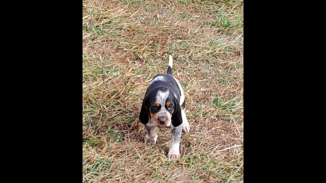 So cute! 5 week Bluetick Coonhounds starting to play wrestle - YouTube