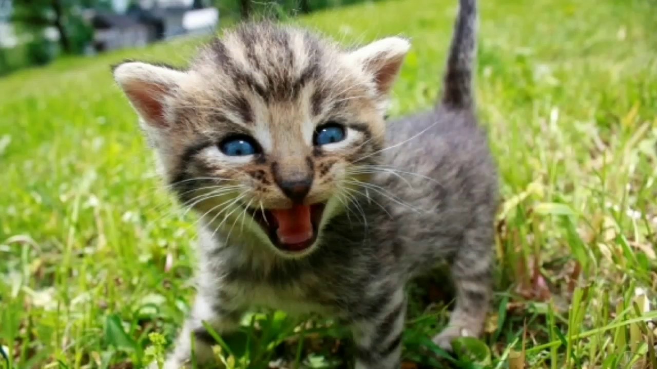 Pisicute mici - YouTube