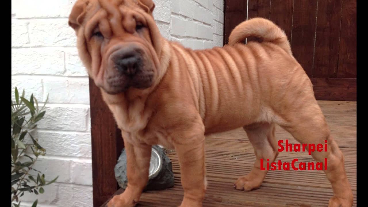 Razas de Perros Todo Sobre El Sharpei - YouTube