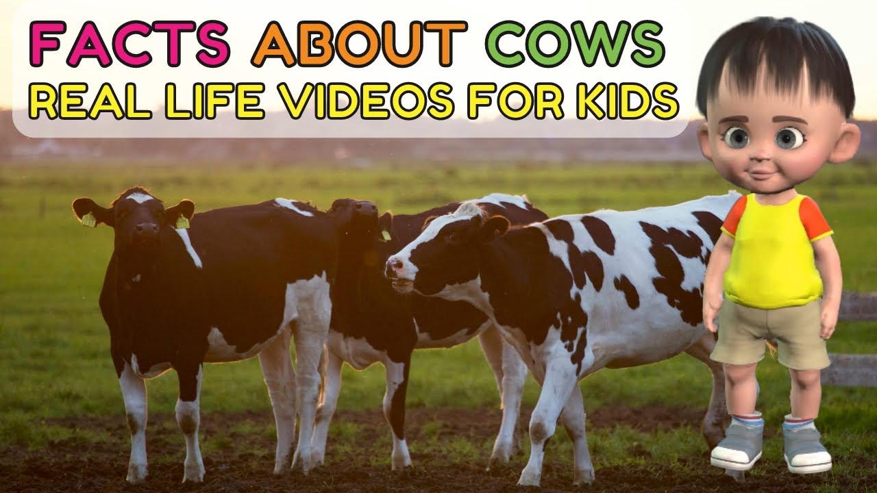 Facts About Cows | Lets Learn About Farm Animals | Kid Farmers | Happy ...