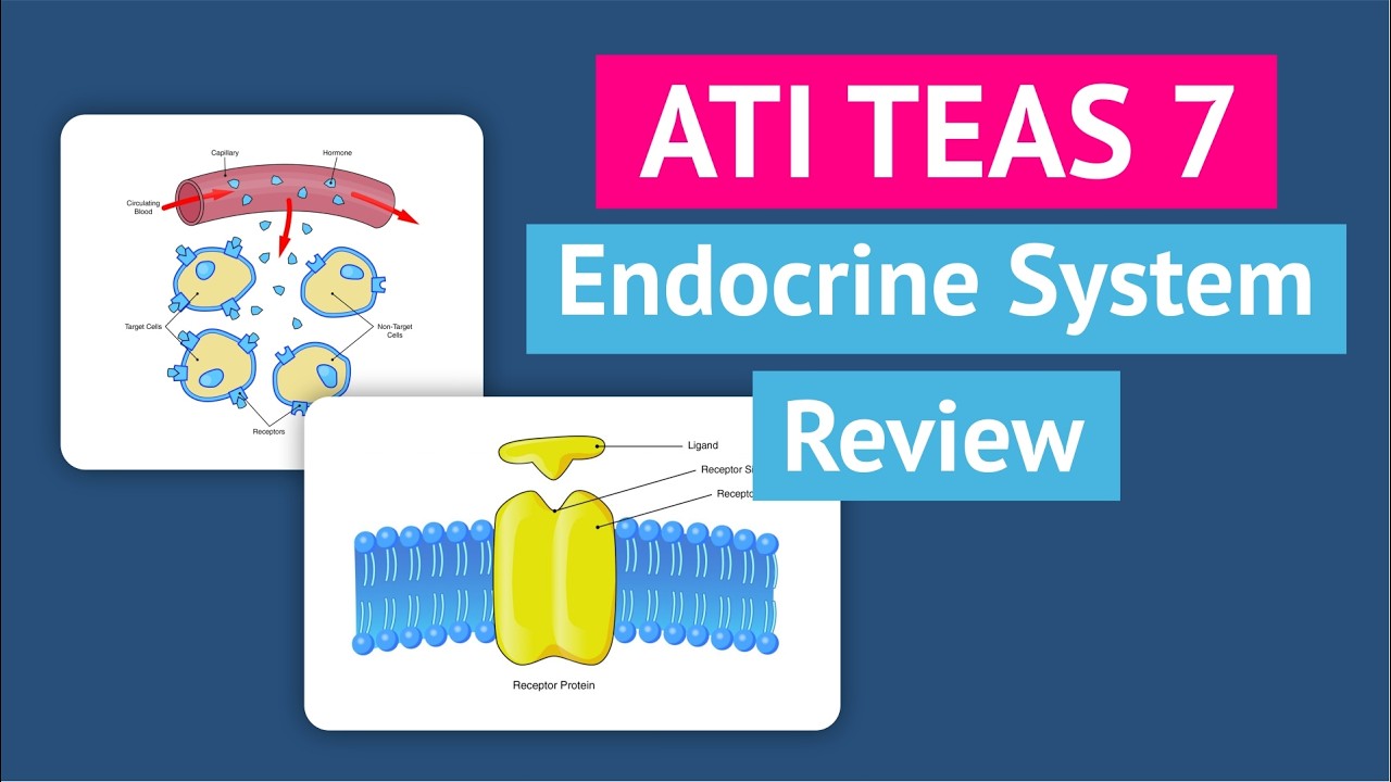 TEAS 7 Science Review | Endocrine System with TEAS 7 Science Practice ...