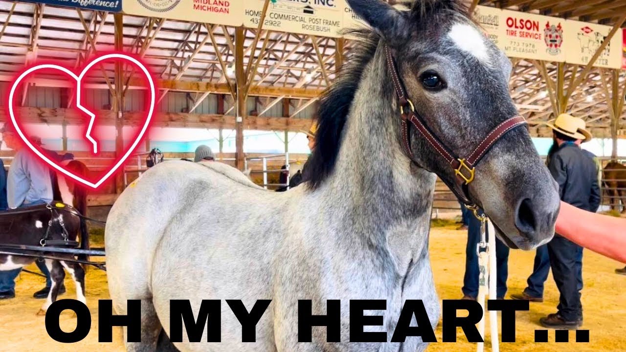Emotional Horse Auction-Unexpected Bidding War - YouTube