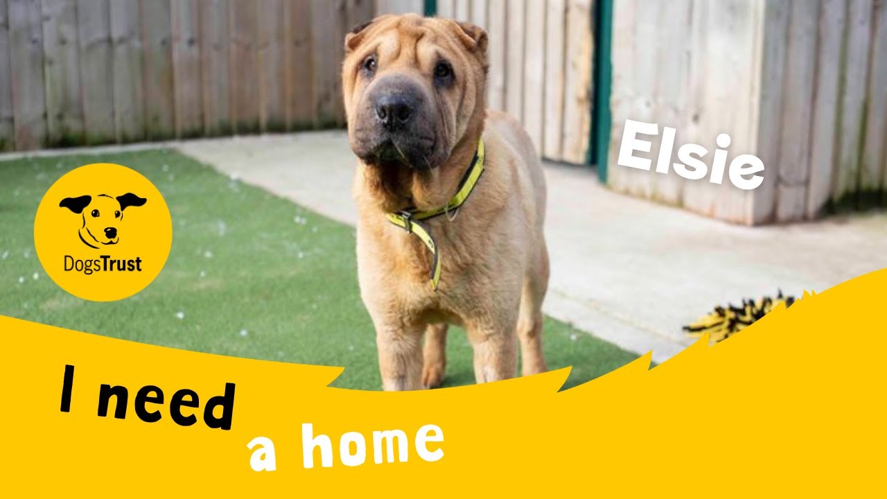 Elsie the super Shar Pei | Dogs Trust Cardiff - YouTube