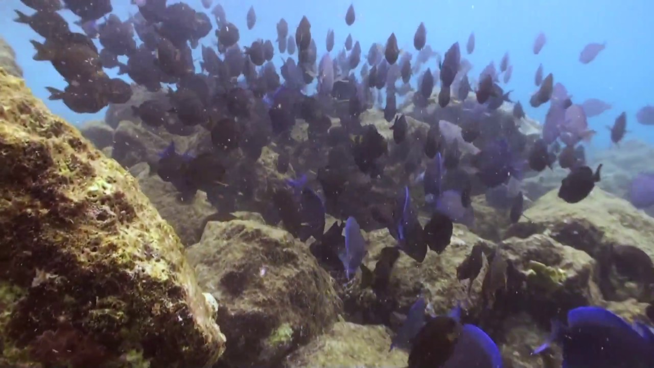 PADI Discover Scuba Dive with Zoe @ The Dive Bus, Curacao - YouTube