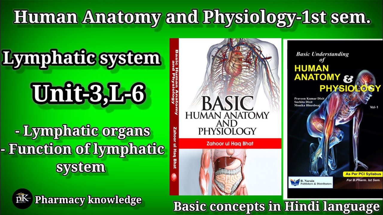 Lymphatic System | Lymph Nodes | Lymphatic Organs | Human Anatomy And Physiology | HAP - YouTube