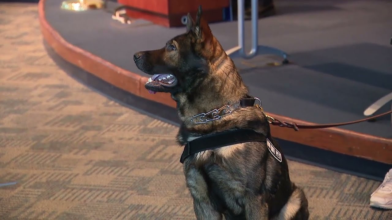 Dallas PD receives donation of K9 officers from One Community USA - YouTube