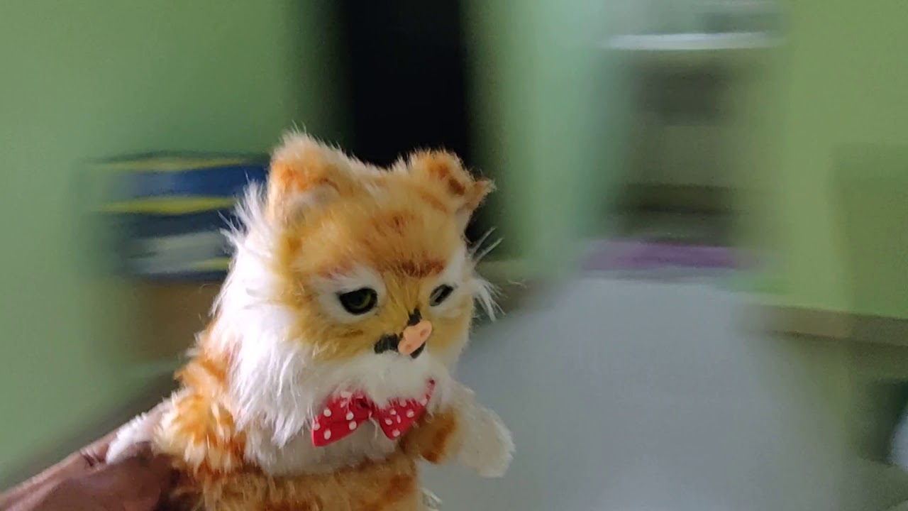 🐈 Cat Spinning around | Cat Cries in fear 🐈 - YouTube